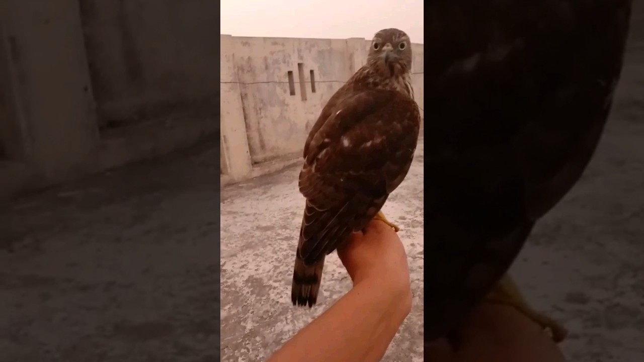 Beautiful shikra hunting with shikra #shikra #falconry #falcon - YouTube