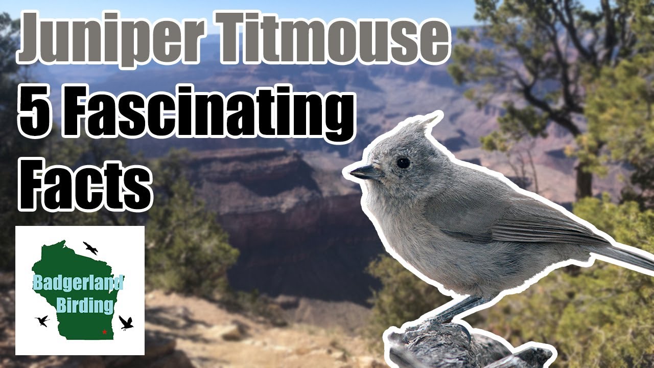 Juniper Titmouse: 5 Fascinating Facts - YouTube