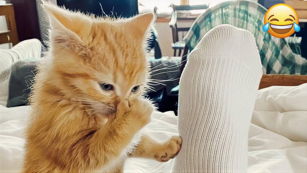 Cats Are Not OK in 2026 😹 | Cat Fails, Fights & Cuteness - 2026 - YouTube