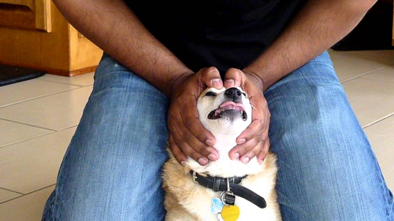shiba inu growl - YouTube