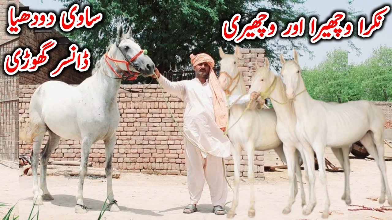 White Baby Horse For Sale | Dancer Ghori For Sale | Horse In Punjab ...