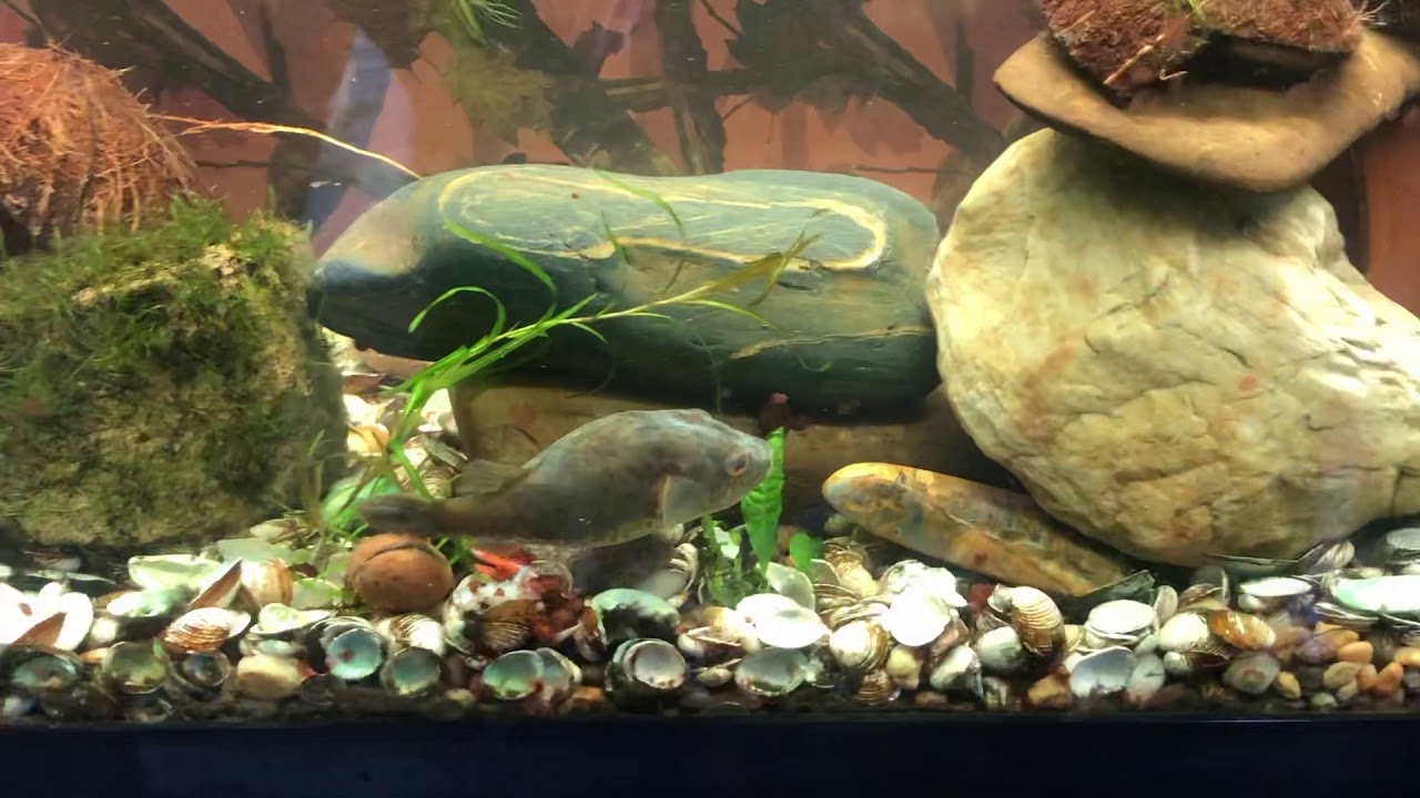 Pao abei puffer from agnoquatics - YouTube