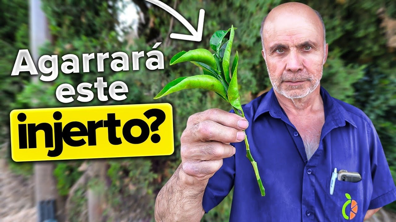Cómo INJERTAR un NARANJO paso a paso 🍊 - YouTube