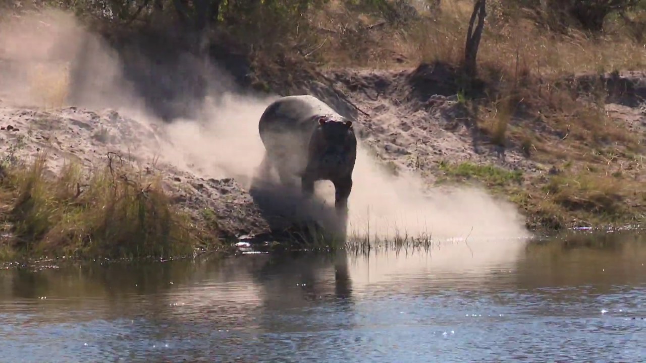 Hunting Kill shots Vol 1 - YouTube