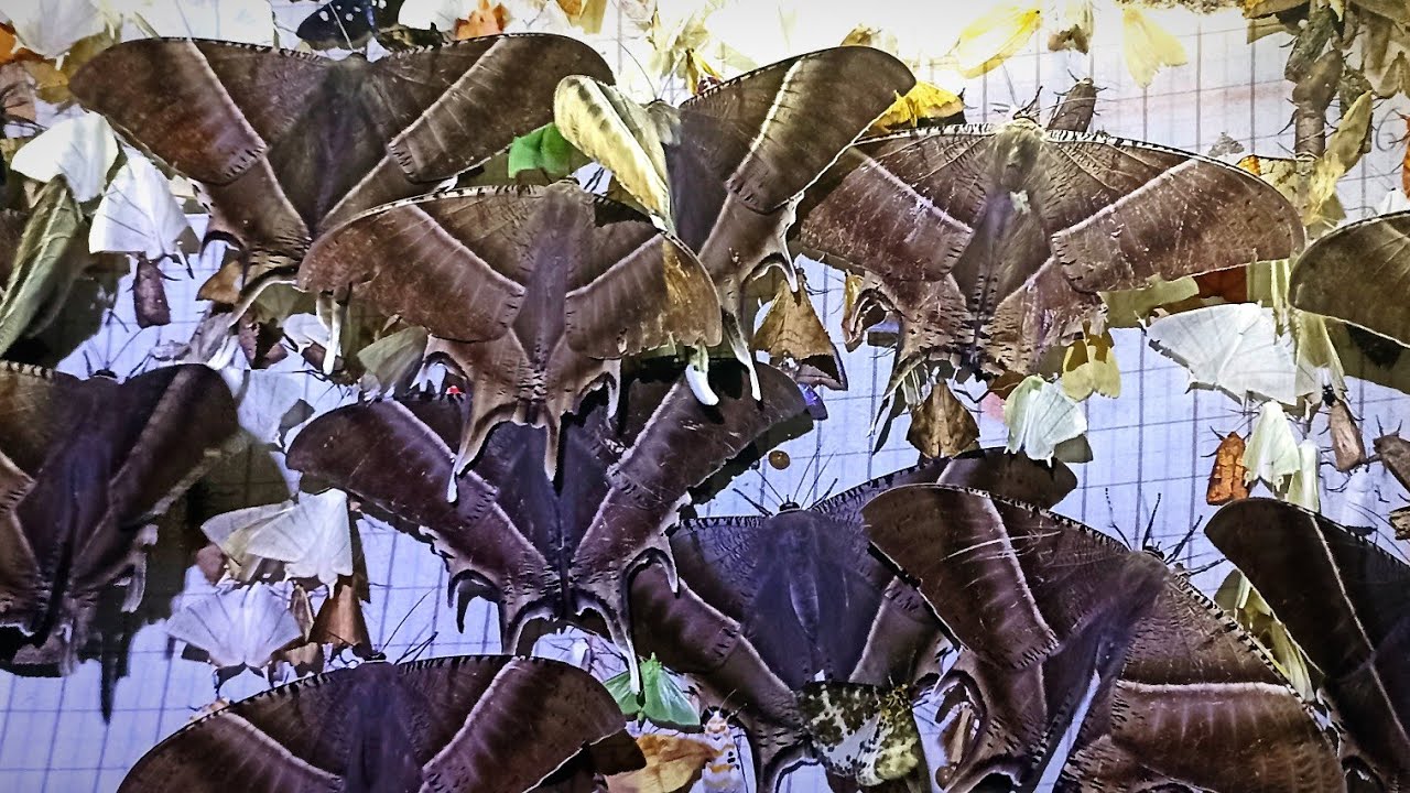 Moth Screen setup: moth ka data collection (work) - YouTube
