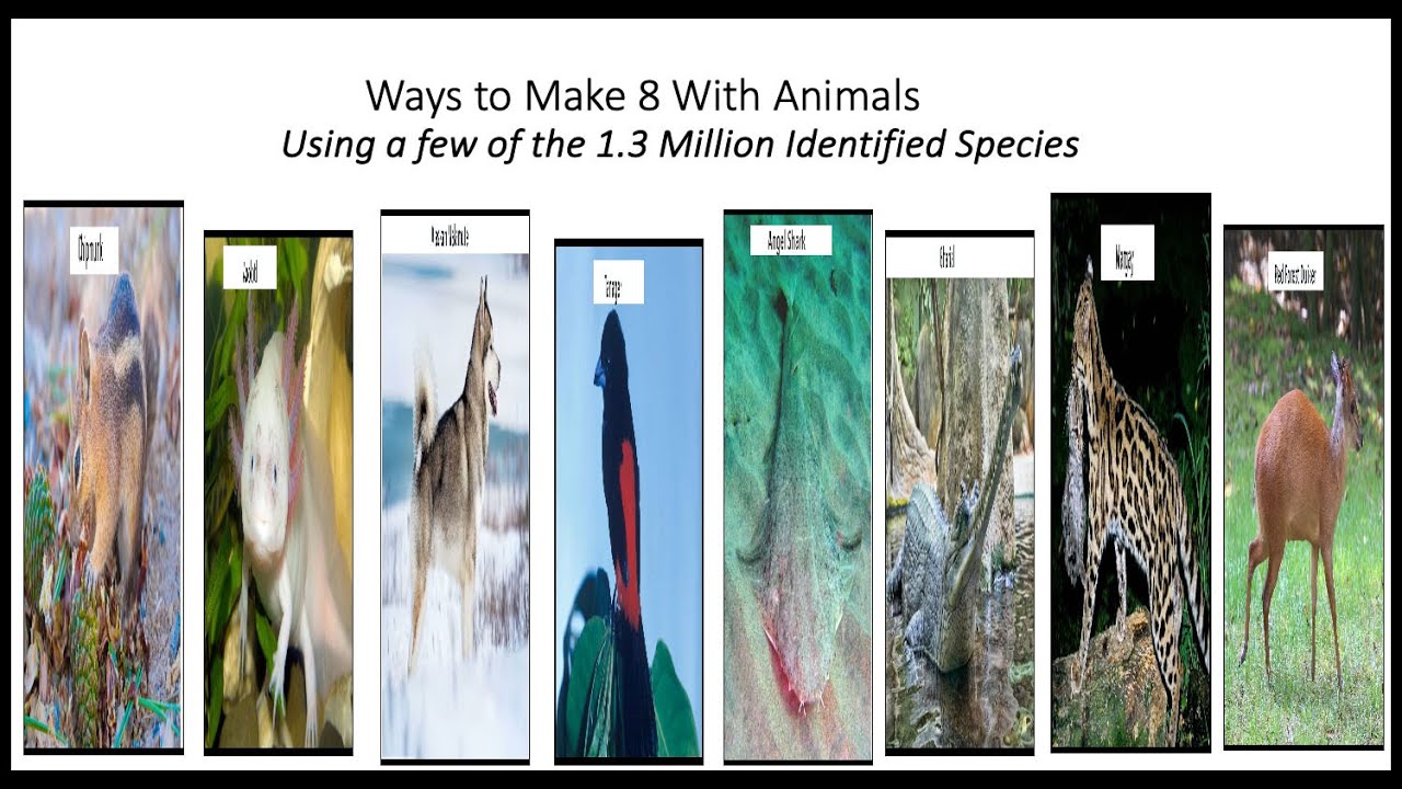 Fun With Numbers by Adding Ways to Make 8 With Animals #1 - YouTube