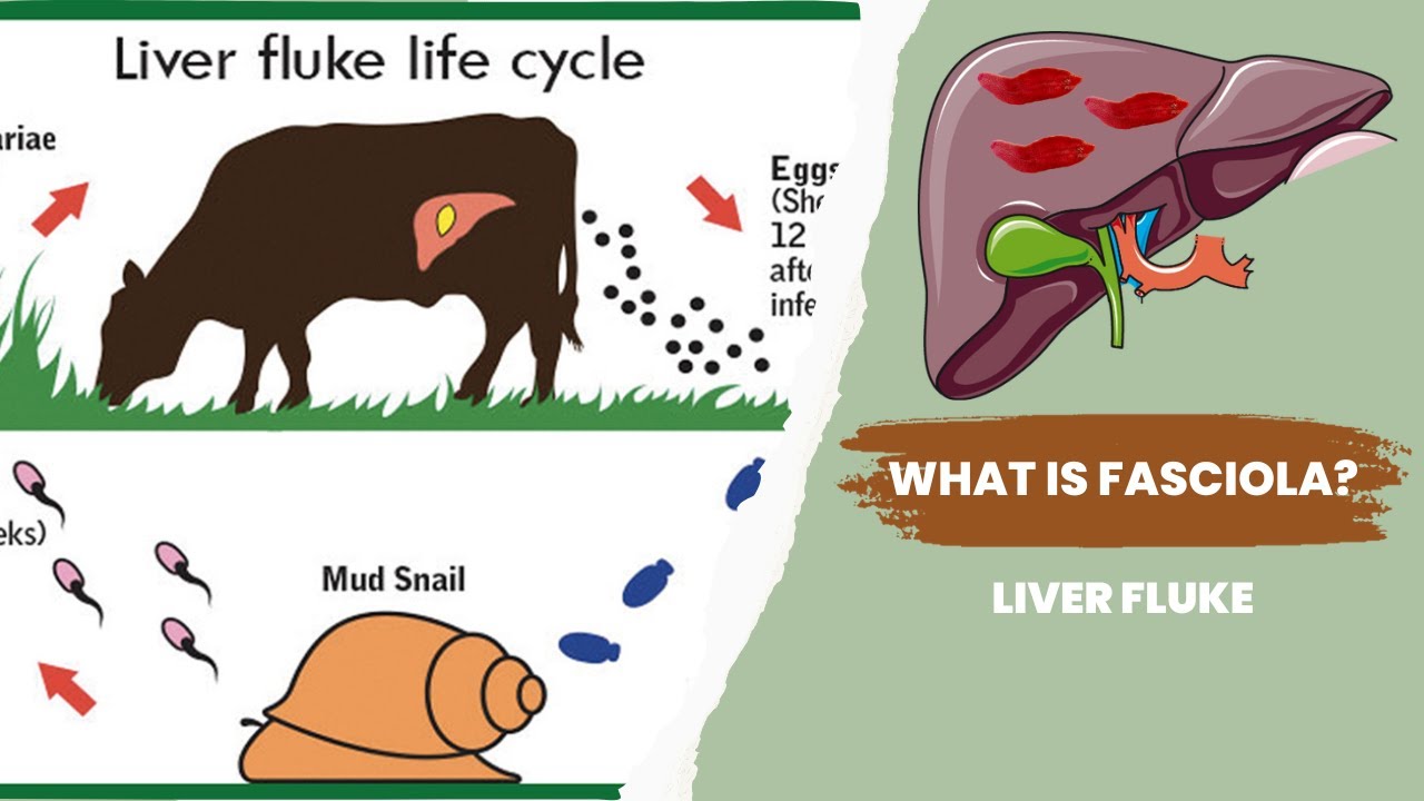 Leopard Tortoise Life Span