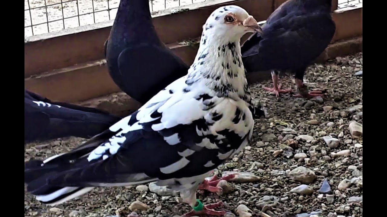 TIGER GRIZLE RACING PIGEONS FARMA PIGEONS IN THE BACKYARD - YouTube