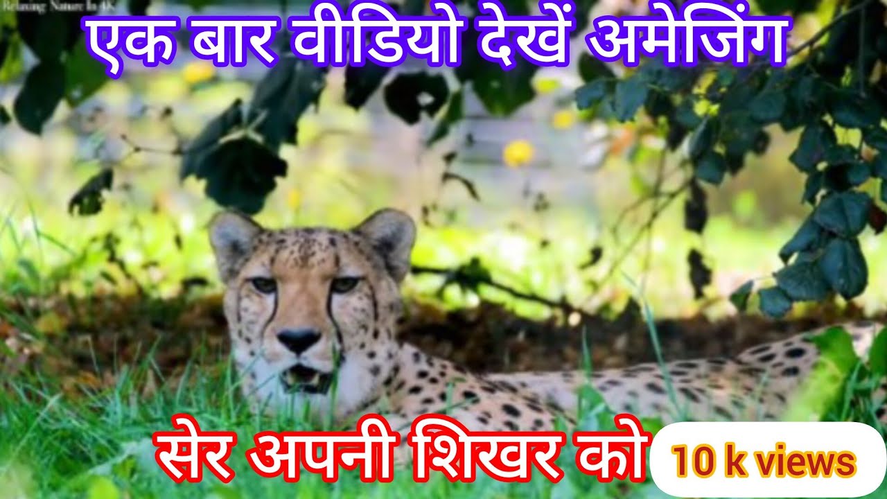 toys for kids and animal video ek jangal me New video for kids # ...