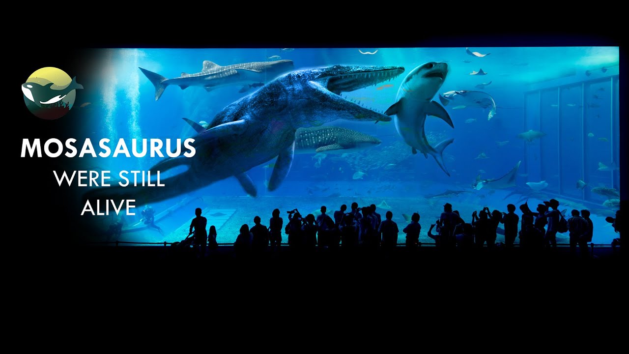Mosasaurus Back to Alive? - YouTube