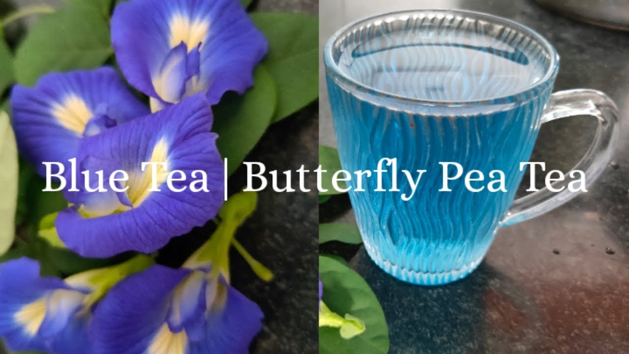 Blue Tea | Butterfly Pea Tea | Healthy Tea | Miracle Tea | Sangu Poo ...