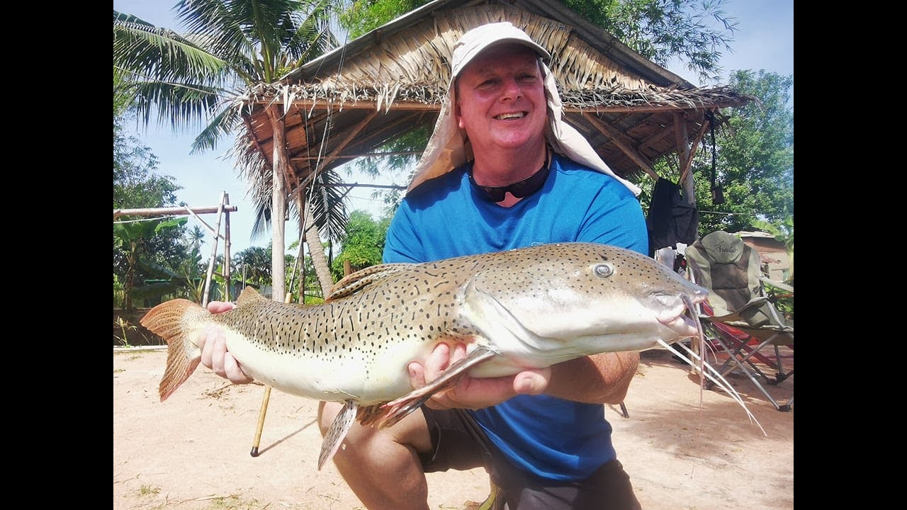 Amazon fishing park Pattaya Thailand June 2021 Alligator gar, Leopard ...