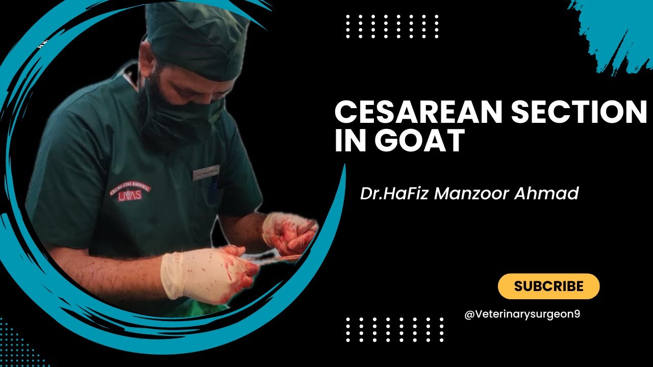 Cesarean Section In Goat by Dr.Hafiz Manzoor Ahmad - YouTube
