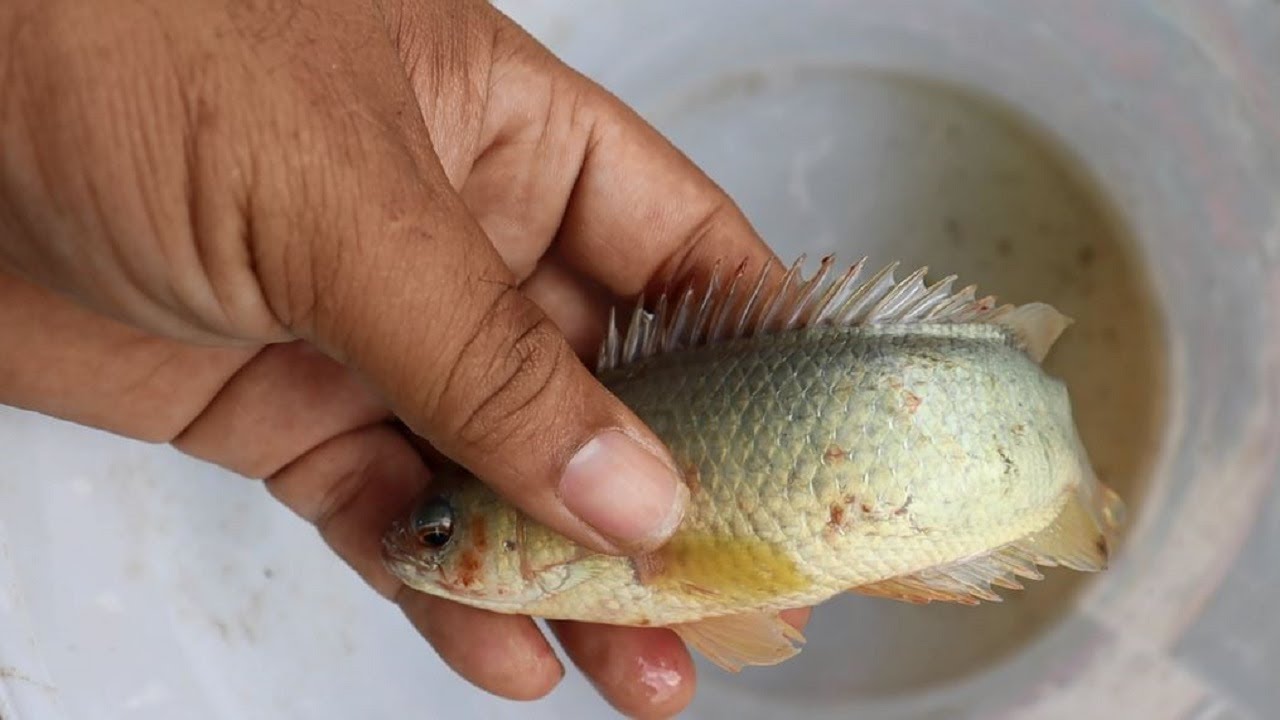 Fishing for climbing perch by hook - YouTube