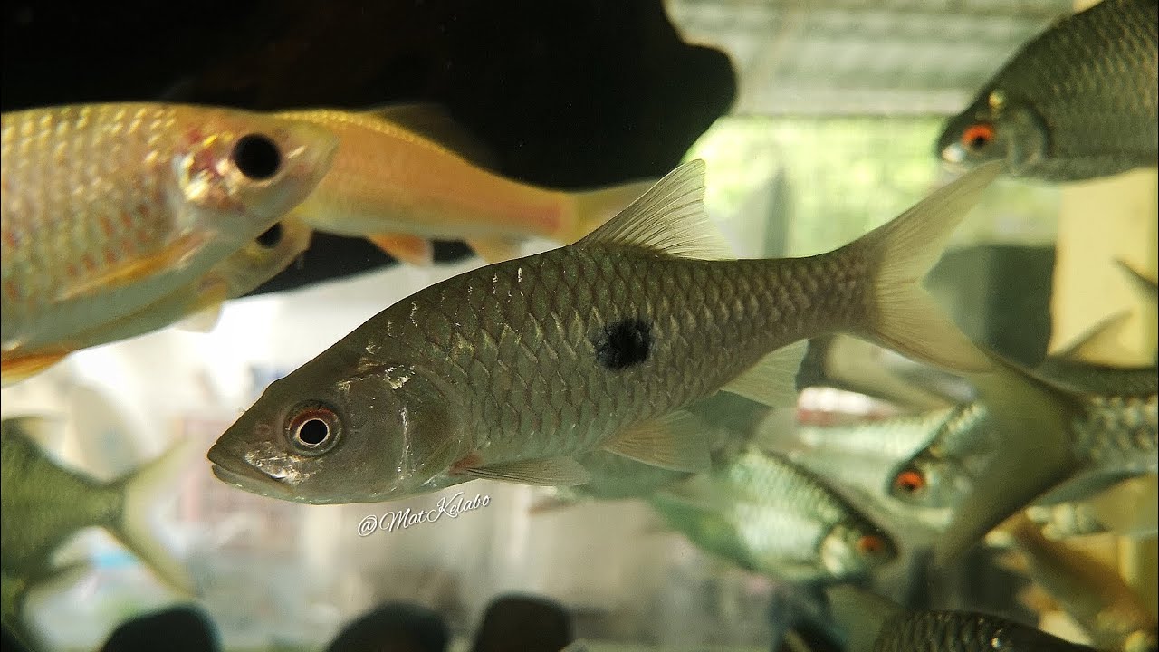 Hampala dispar @ Mekong Hampala Barb/Sebarau Mekong (Mekong River ...