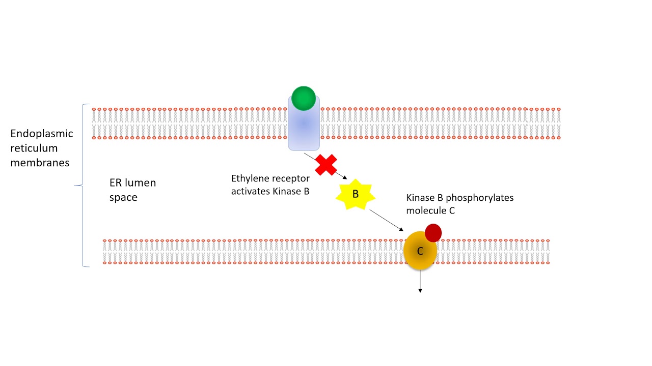 Ethylene receptor mechanism - YouTube