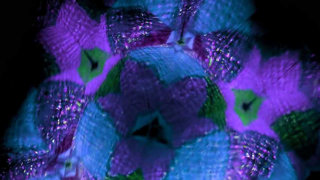 Emilio Haro - Tigrero (Video HD) - YouTube