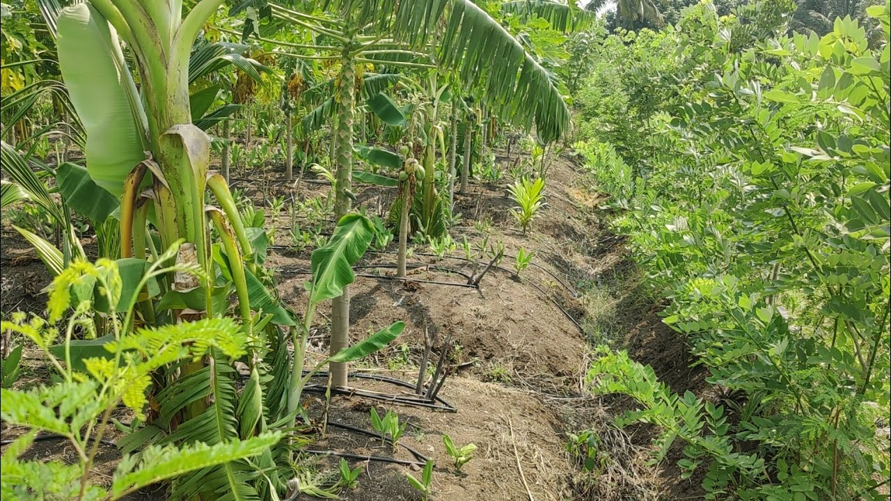 5 layer farming | multi crop farming | agriculture friend - YouTube