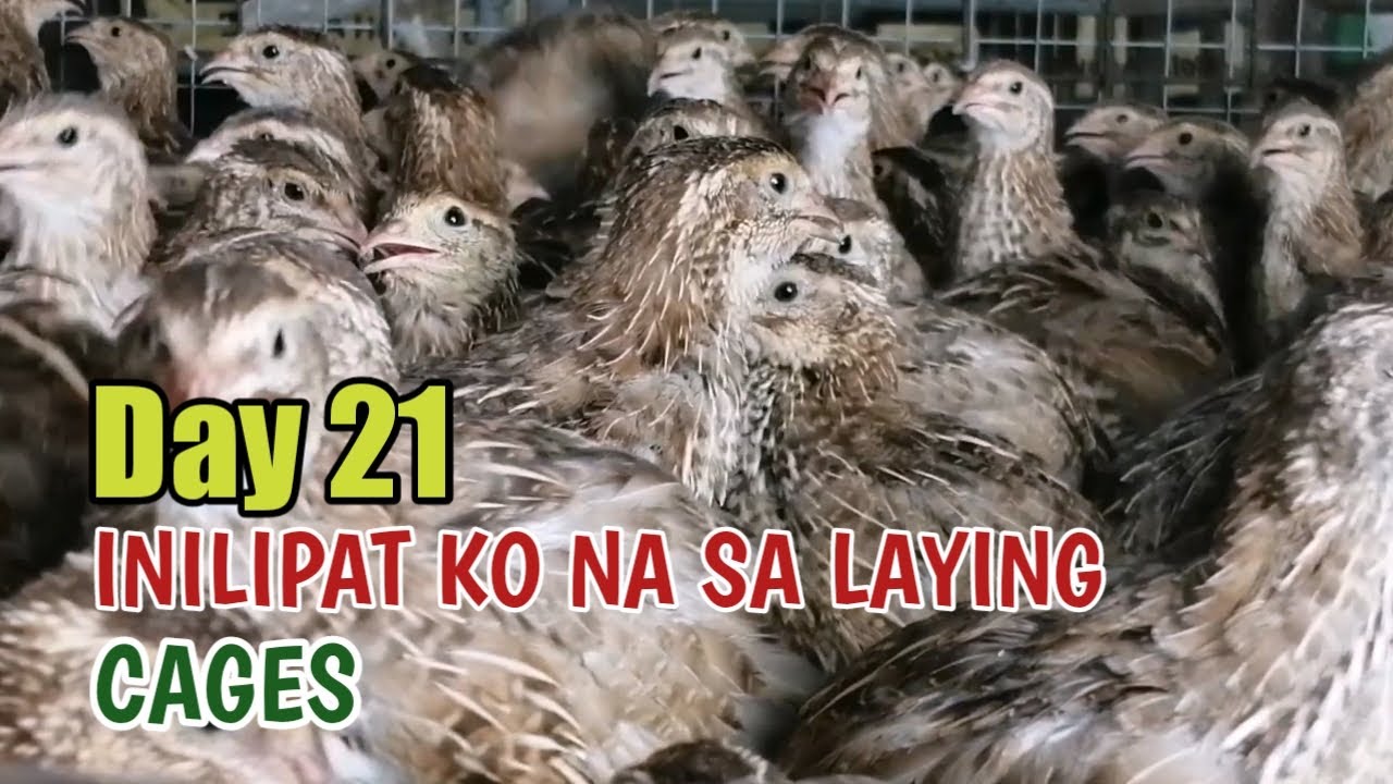 Quail brooding Day 21 iniakyat na sa Laying Cage / Quail Farming - YouTube