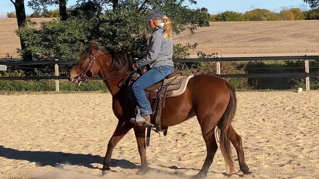 Fixing a HARD Mouthed Horse - YouTube