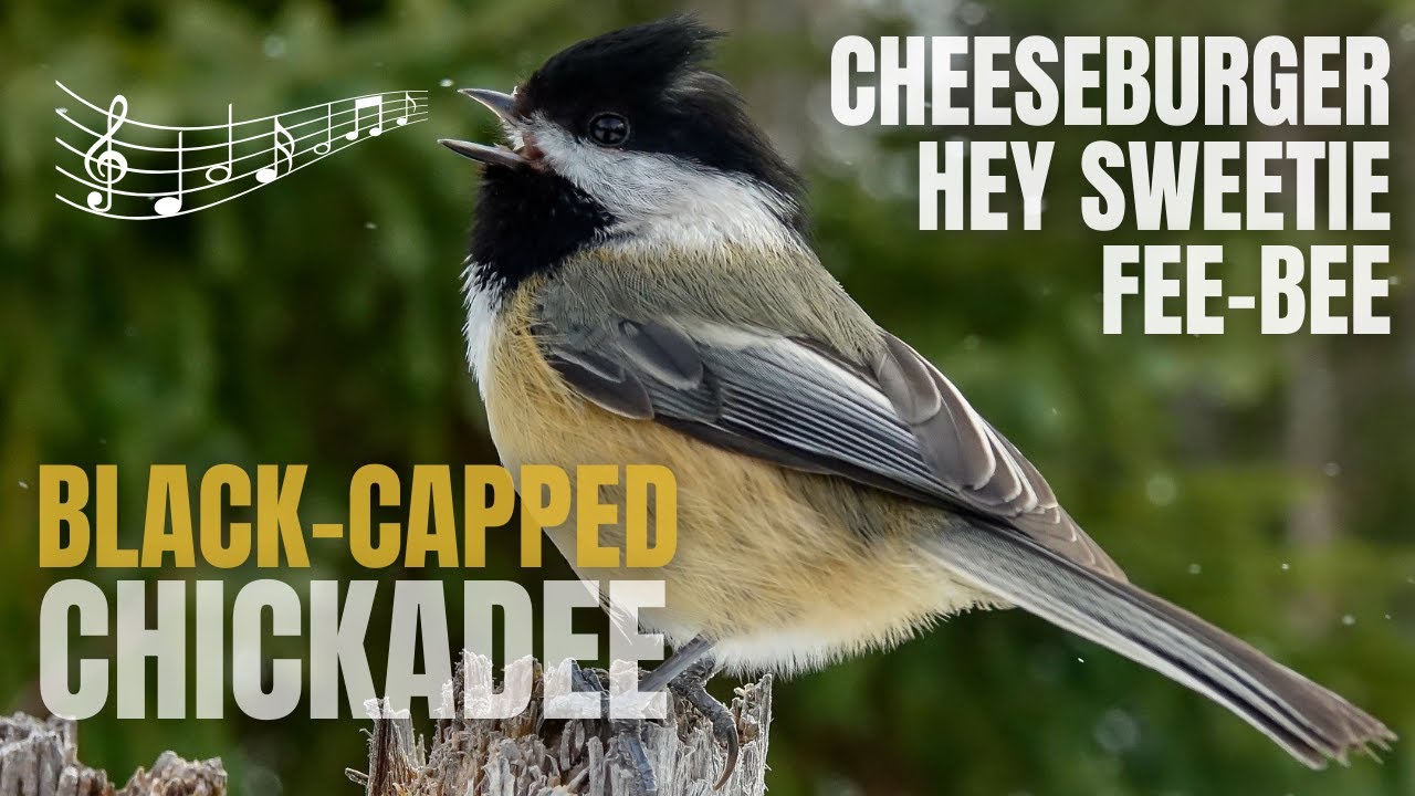 Black capped Chickadee | Fee Bee Song AKA Cheeseburger and Hey Sweetie ...