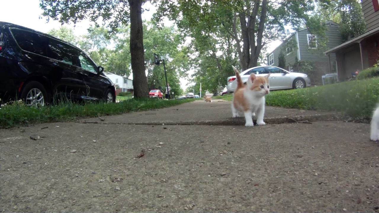 Kitten Races!! So CUTE! - YouTube