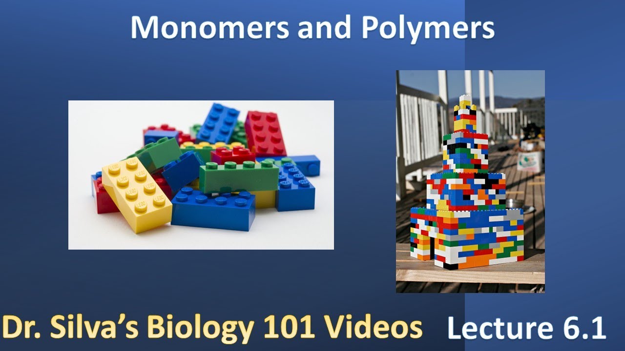 Lecture 6.1 – Monomers and Polymers – Biol 101 - YouTube