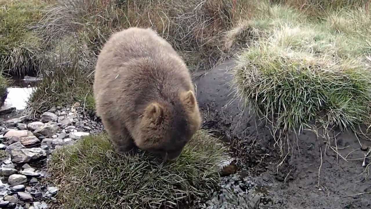 The dancing Wombat - YouTube