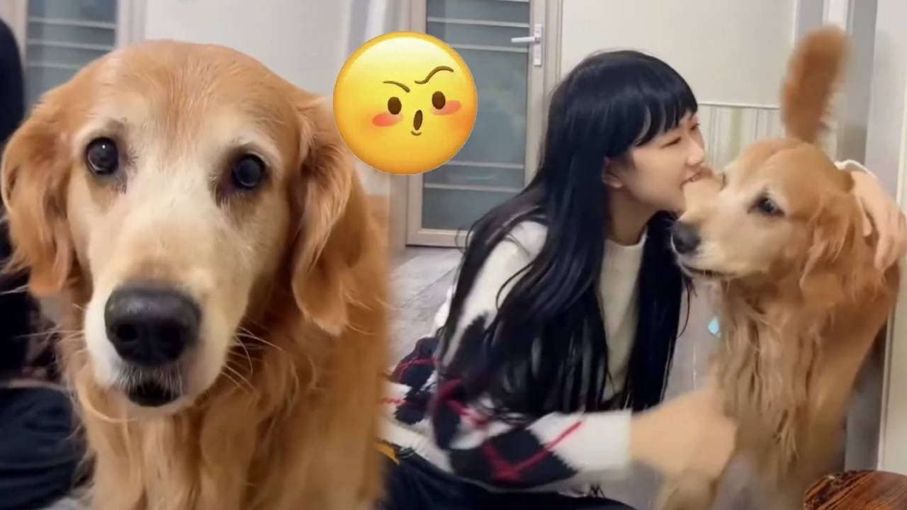 狗狗：不跟我玩是我的错吗？！|Dog: Is It My Fault For Not Playing With Me? ! - YouTube