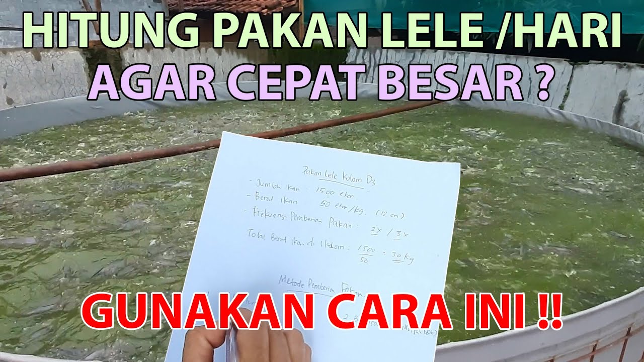 CARA MENGHITUNG KEBUTUHAN PAKAN LELE | PERSIAPAN BUDIDAYA - YouTube