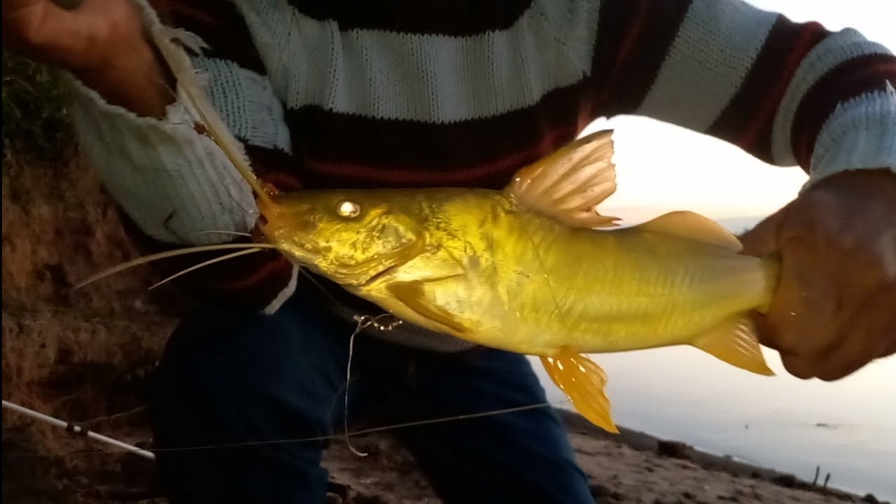 Hermosa tarde en el Chapeton Paraná Entre 🎣🎣 - YouTube