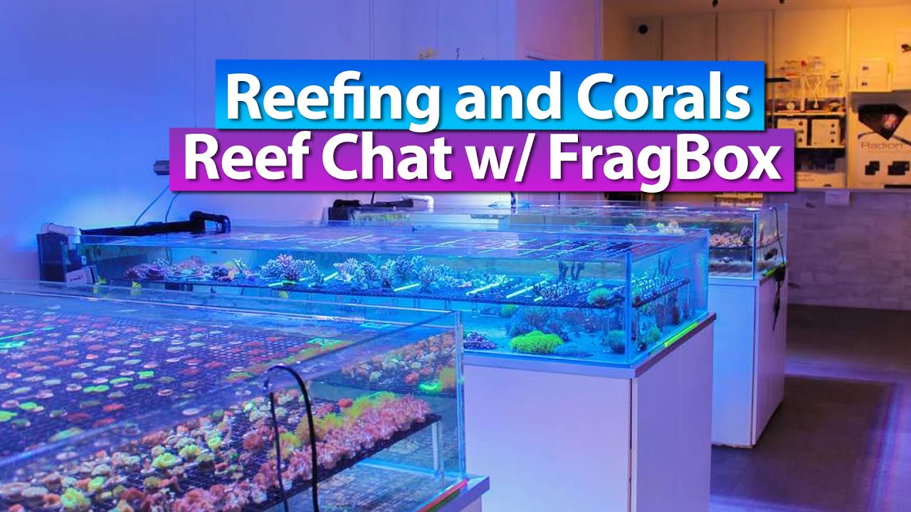 Reefing and Corals with FragBox - YouTube
