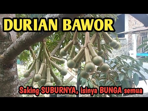 INI BARU TOP !!! BAWOR Di Depan rumah pohon kecil berbunga rata sampai ...