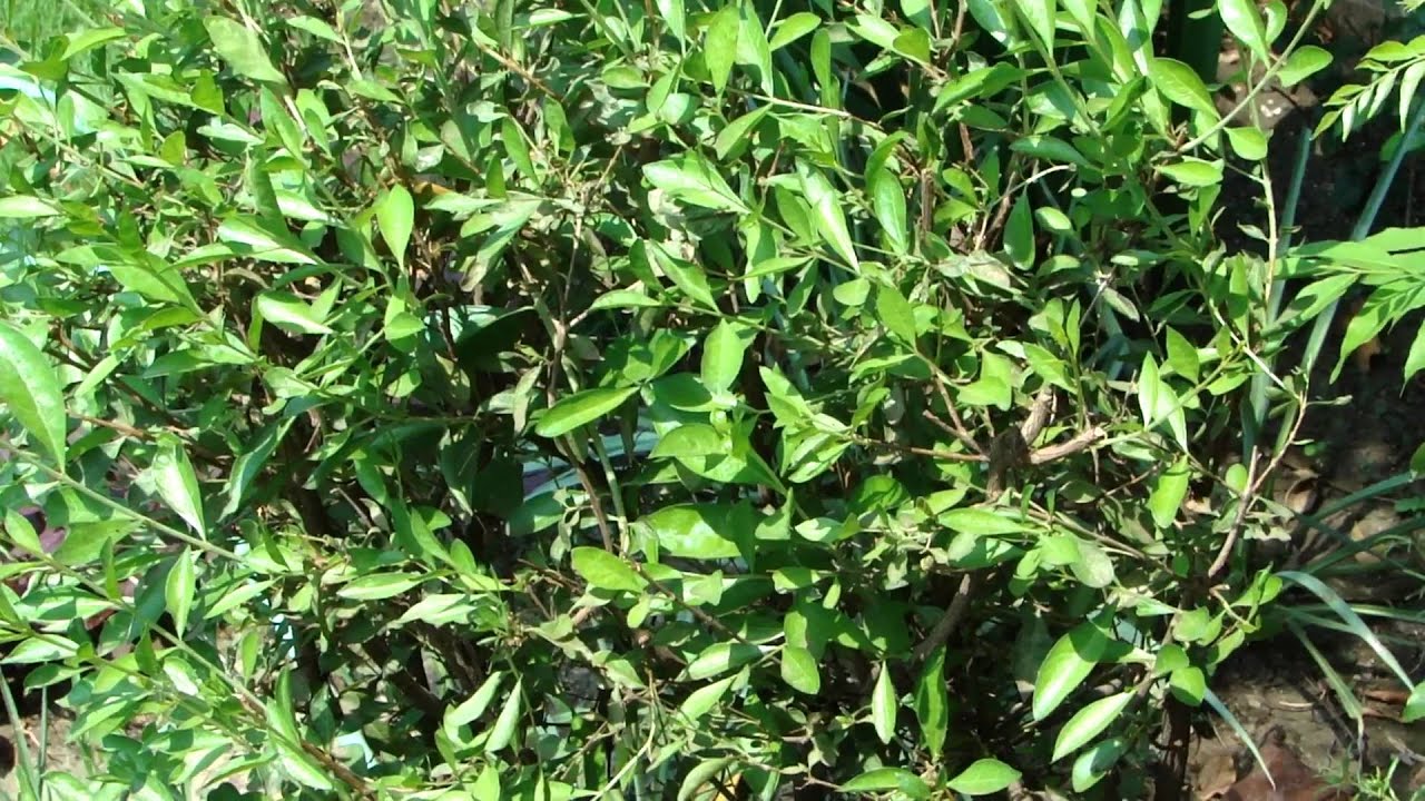 Medicinal Species beneficial for Gulbakawali Cultivation. Part-102 ...