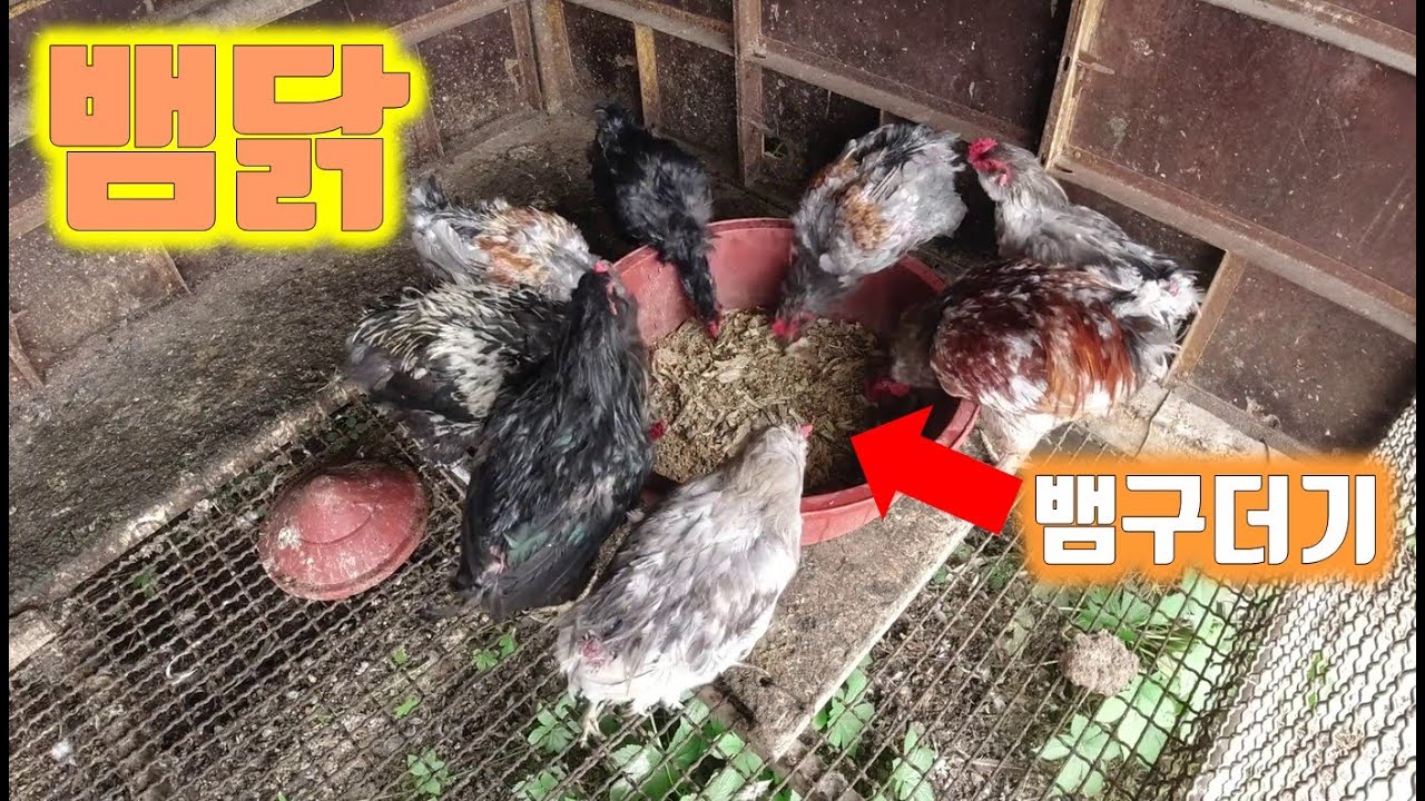 뱀닭들을 위한 특별식//Special meal for snake-chickens - YouTube