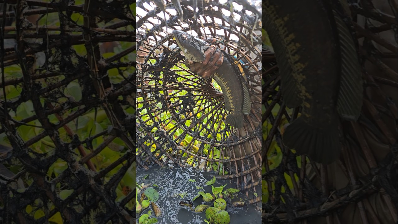 Bengali Polo Fishing🐟🐟 #shortsvideo #fishing - YouTube