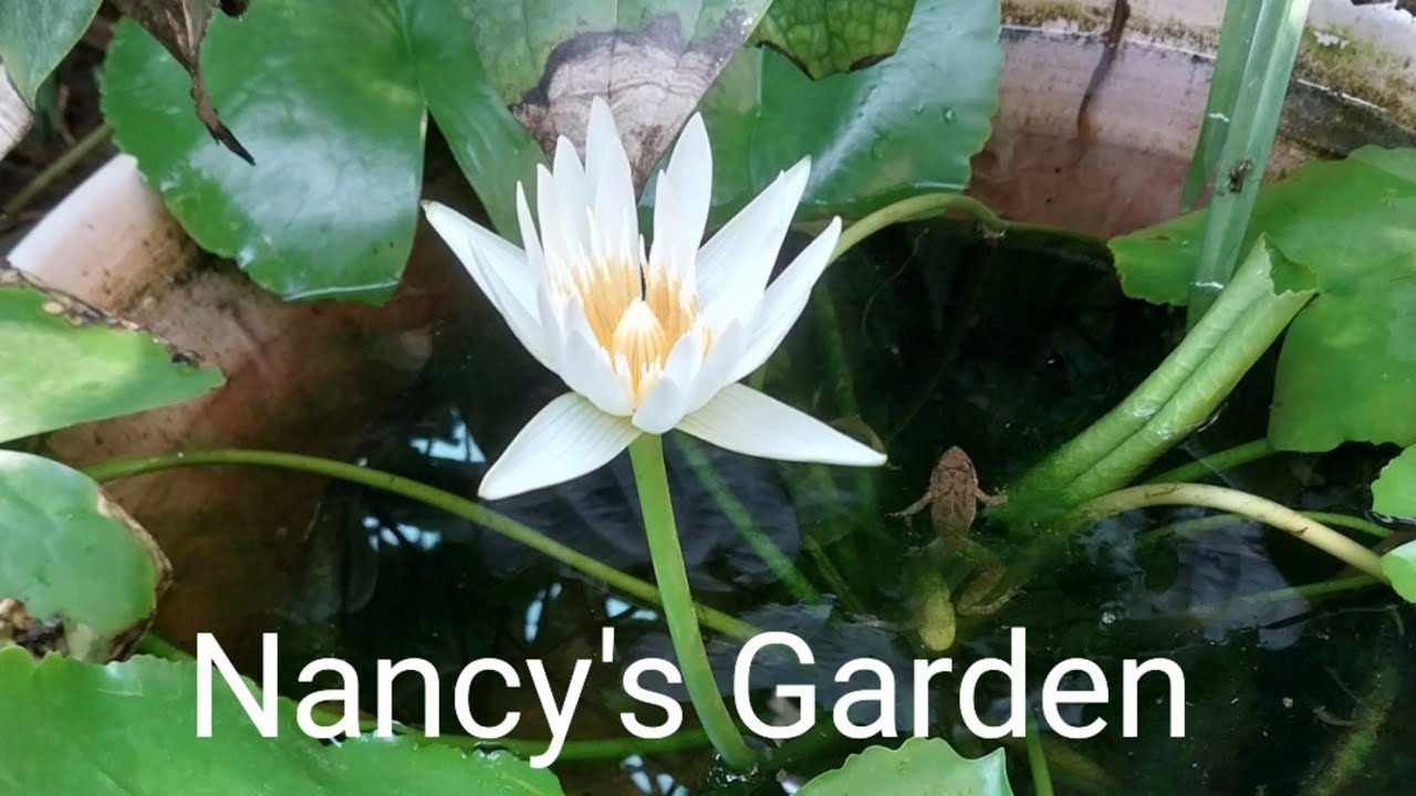 Garden Tour During Rain. ( Trasina, Philodrndran, Calathiya, Caladium ...