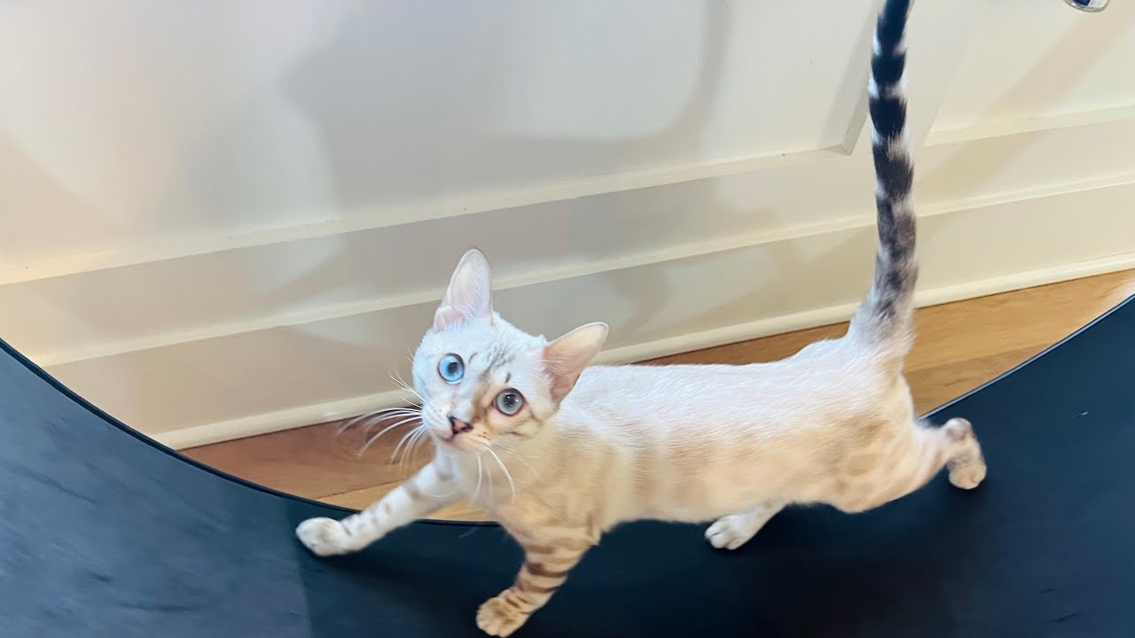 Adorable kitten running on a cat wheel - You can't miss this! - YouTube