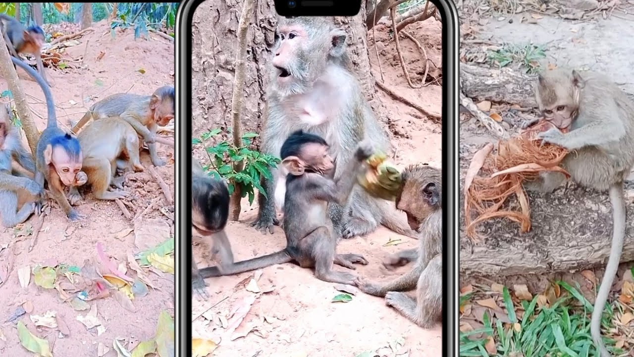 There are cute little monkeys walking around the trees.💕💕💕💕💕 - YouTube