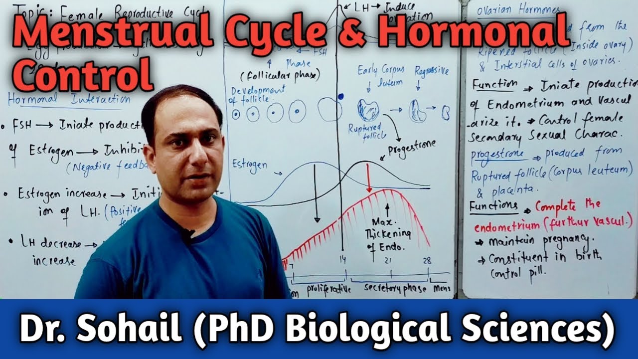 Menstrual Cycle | Female Reproductive Cycle | Hormonal control | 12th ...