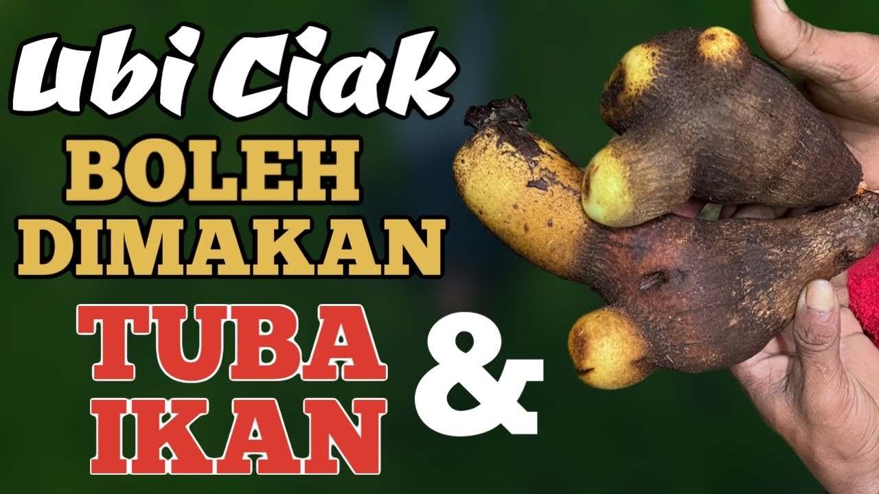 Ubi Ciak : Boleh makan dan buat Tuba ikan. - YouTube