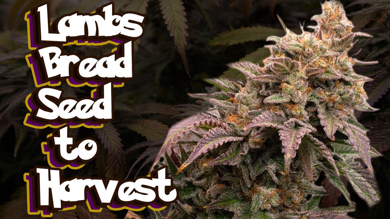 Is Lambs Bread Worth Growing? Grow/Smoke Report - Seed to Harvest - How ...