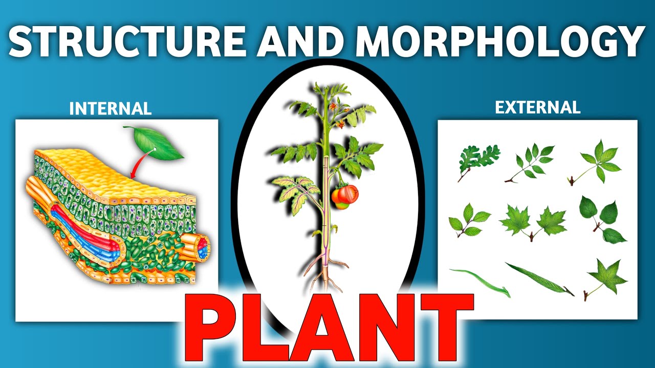 How I Define "Structure and morphology of Plants" - YouTube