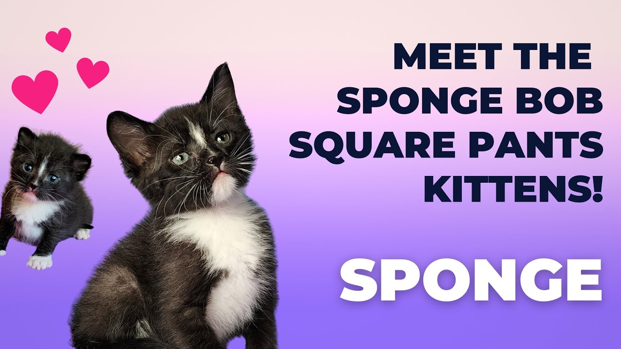 meet Sponge, the kitten ready to soak up all your love - YouTube