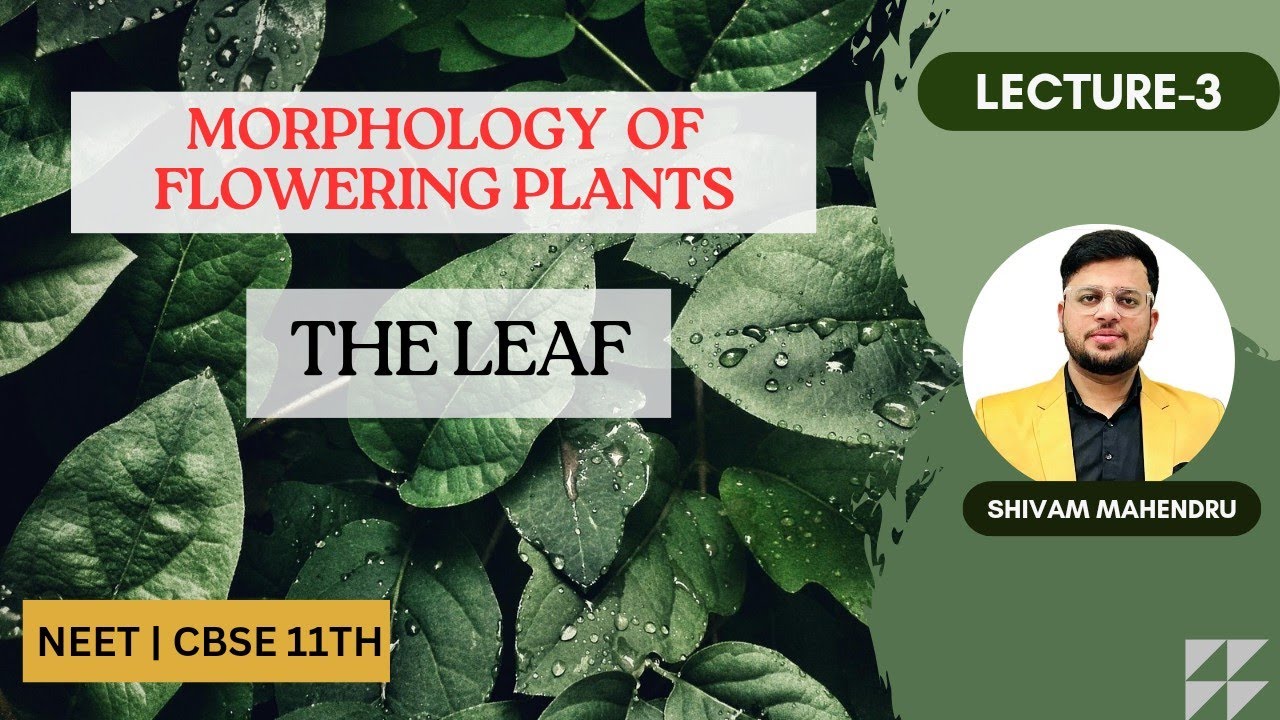 🍃 The Leaf: Structure, Venation & Modifications| Morphology of ...