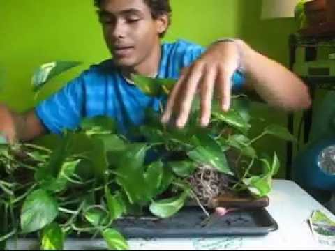 Propagation of division for a pothos! - YouTube