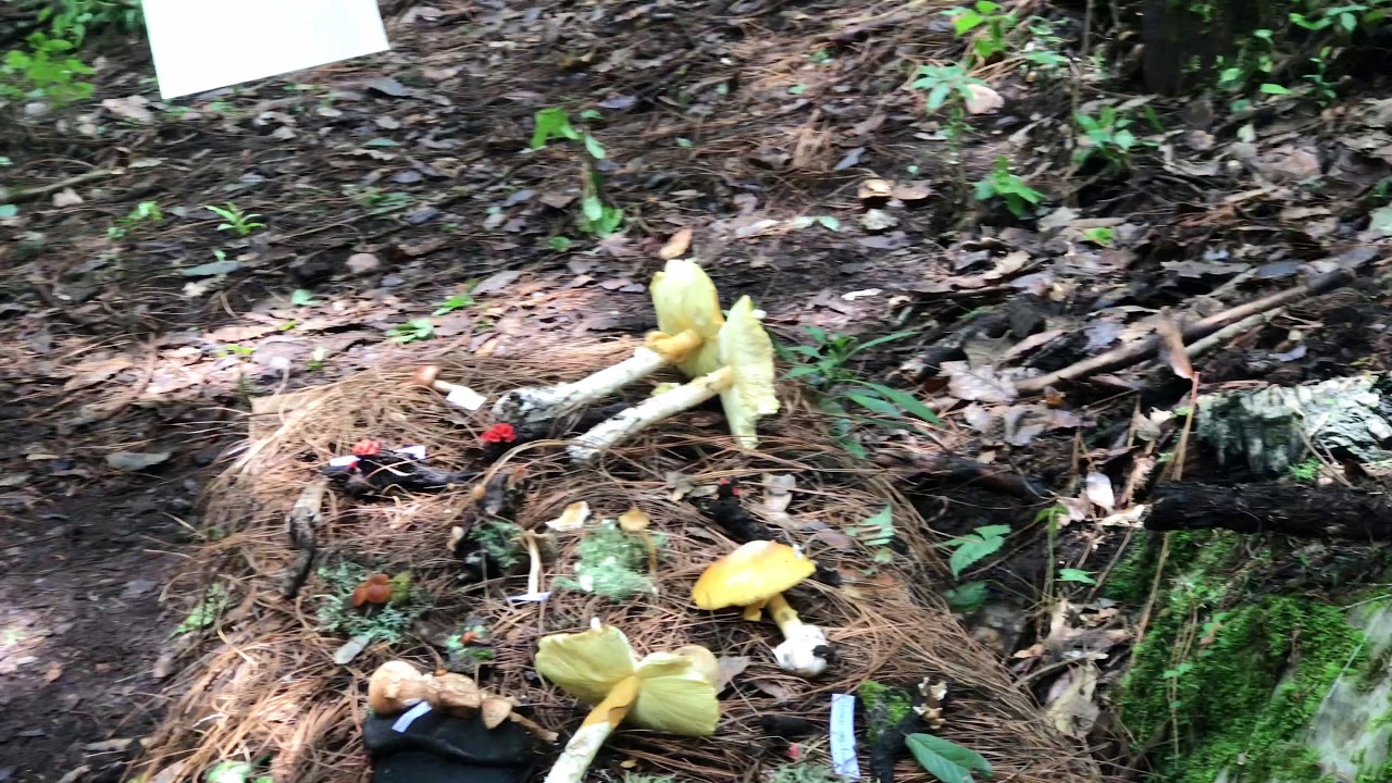 EL TERRERO MINATITLAN COLIMA - YouTube