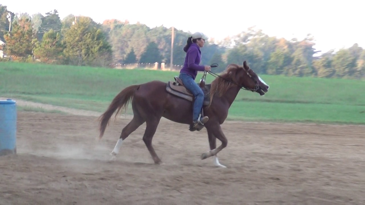 Fiesta In Heaven ~ 2 yr old x JL Dash Ta Heaven ~2nd Dam Firewater ...