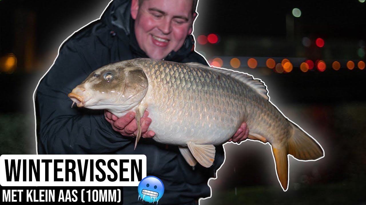 KARPERVISSEN IN DE WINTER MET KLEIN AAS - GHOST KOI KARPER - YouTube