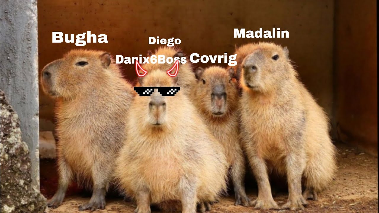 Top sinco Capybara hadicapati aici in party - YouTube